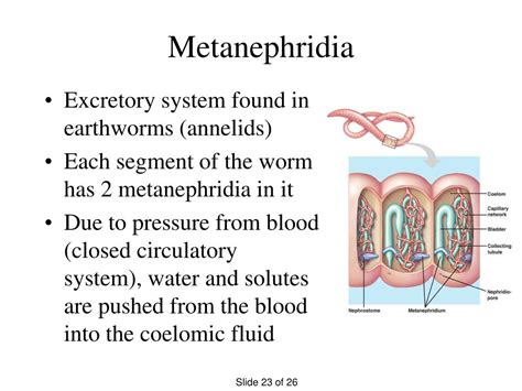 Ppt Excretion Powerpoint Presentation Free Download Id1158418