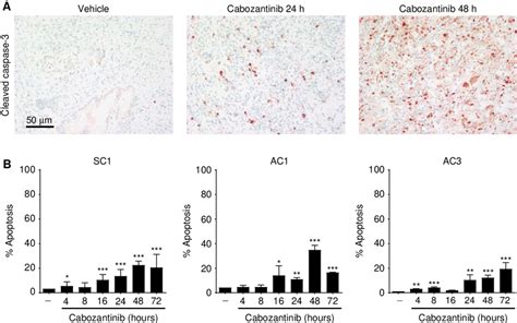 Cabozantinib Causes Significant Tumor Cell Elimination In Vivo But Download Scientific Diagram