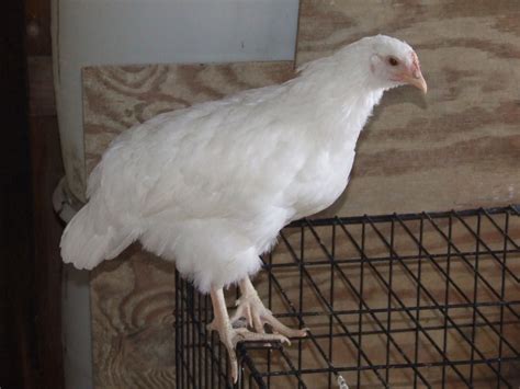 What Breed 5 Toes Backyard Chickens Learn How To Raise Chickens