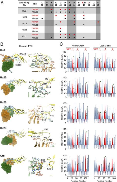 Atom Level Fine Mapping Of Antibody FSH Interfaces And Solvent