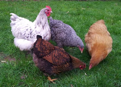 Pullets 6 Weeks Plus