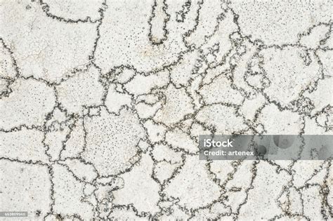 밝은 회색 돌 짜임새 화강암 표면 락 패턴 배경입니다 Crustose Areolate 이끼 바위에 성장 하 는입니다 Aspicilia Cinerea입니다 0명에 대한 스톡