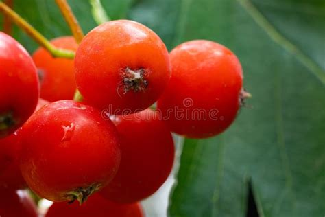 Rowan Branches With Ripe Fruits Close Up Red Rowan Berries On The Rowan Tree Branches Ripe