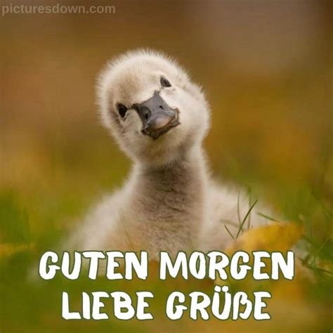 Liebe Grüsse Bild Gans