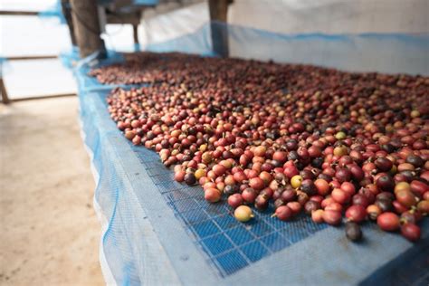 Coffee Processing 101 What Is Natural Process Coffee Weathered Hands