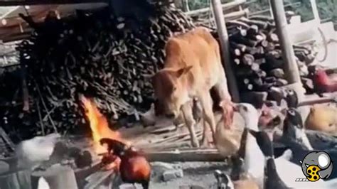 خروس زرنگ و فداکار فیلو