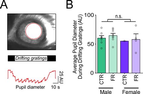 Figures And Data In Sex Specific Resilience Of Neocortex To Food Restriction ELife