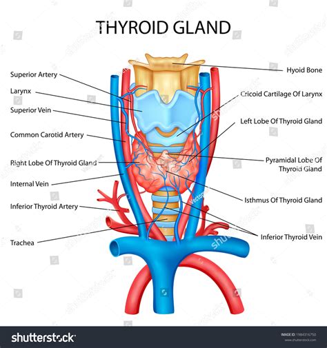 Thyroid Diagram