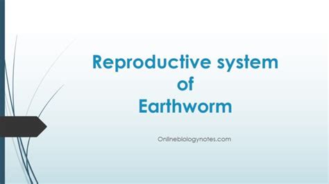 Reproductive System Of Earthworm Online Biology Notes