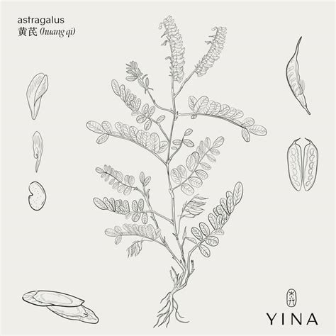 Organic Astragalus Root Yina