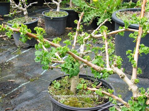 Ginkgo Biloba Troll Boomkwekerij Hortus Conclusus