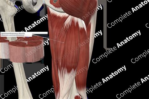 Semimembranosus Muscle Complete Anatomy