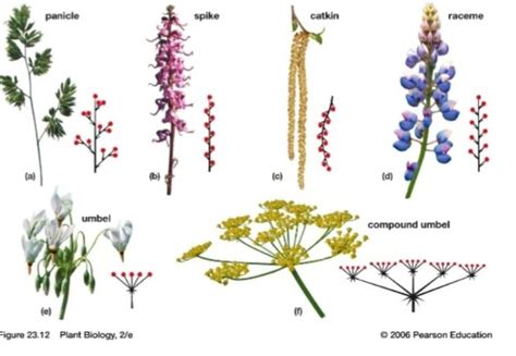 Flower Inflorescence Types Diagram Quizlet