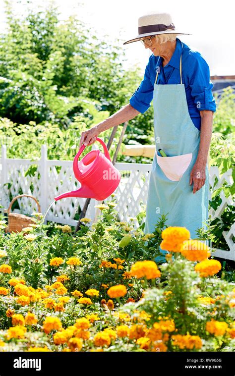 Senior Woman Watering Flowers Stock Photo Alamy