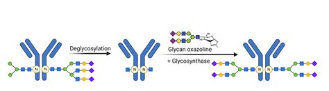 modifying antibody functions through glycan engineering rapid novor