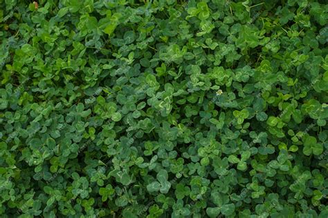 Premium Photo Beautiful Bright Juicy Grass Clover