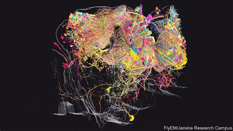The Biggest Most Detailed Map Yet Made Of Brain Cells