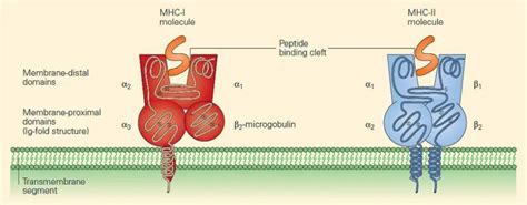 Mhc Molecules Major Histocompatibility Complex Definition Properties Class Types