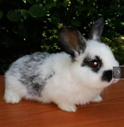 იყიდება ბაჭიები ზუგდიდში