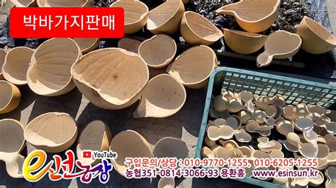 박바가지 바가지장식용 쪽박판매 대박바가지파는 곳 E신선농장 인테리어장식 품바행사소품 연극영화소품 바가지판매 네이버 Tv