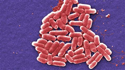 Watch Bacteria Transmit Antibiotic Resistance Through Sex In Real Time Nova Pbs