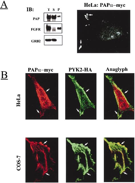 Subcellular Localization Of Pap At The Cell Surface And In The Golgi Download Scientific