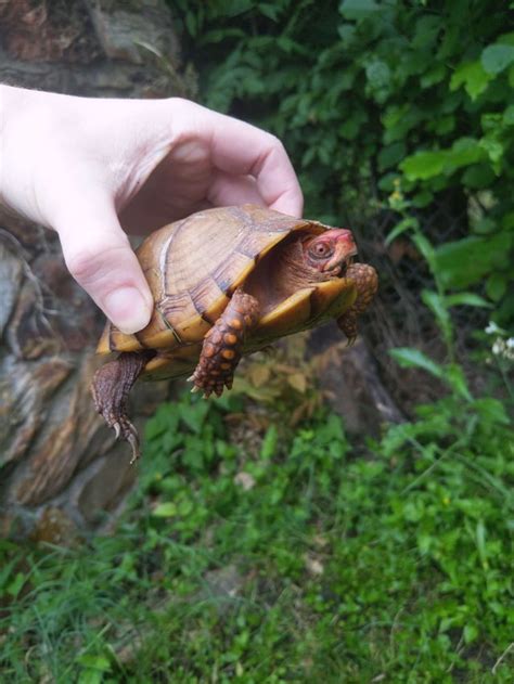 I Just Found This What Do I Do With It Rturtles