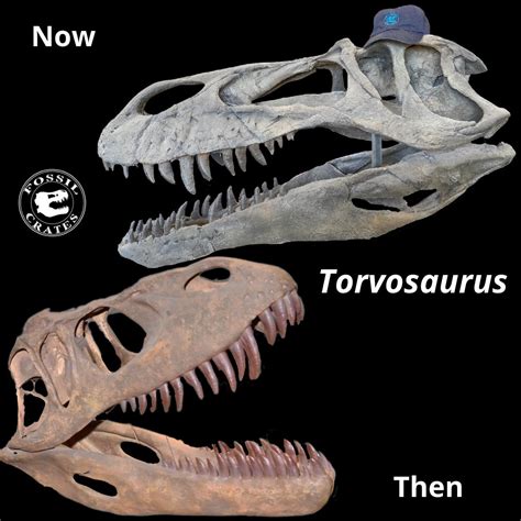 Torvosaurus Skeleton