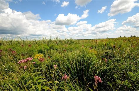 Top Native Sedges For Your Garden — In Our Nature