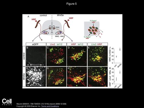 Volume 61 Issue 5 Pages March 2009 Ppt Download