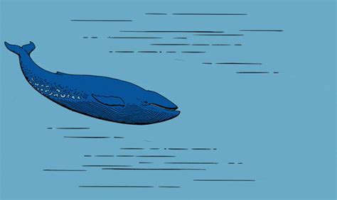 Animated Whale Clipart Free Download