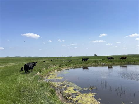 Montana Fed As The Sole Ration Purina® Precon® Complete Pelleted