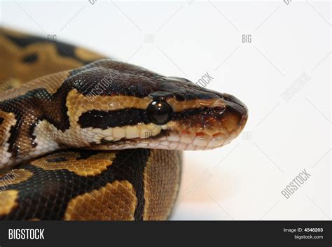Ball Python Head Image And Photo Free Trial Bigstock