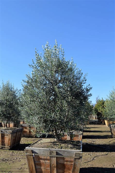 Buy Olea Europaea Swan Hill Multi Swan Hill Fruitless Olive