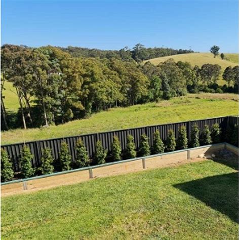 Straight And Narrow Lilly Pilly