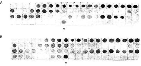 Spot Peptide Membrane Array Epitope Mapping For Standard Download