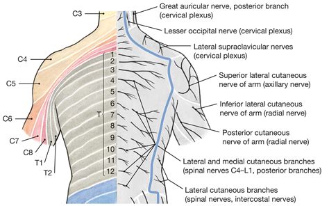 Thorax Clinical Tree