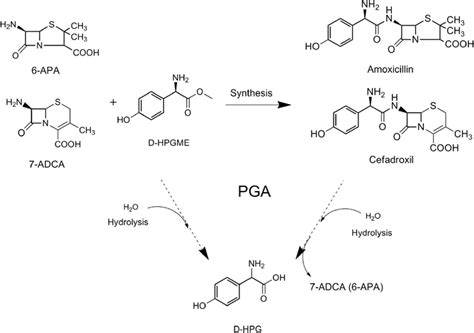 Kinetically Controlled Synthesis Of Amoxicillin And Cefadroxil Download Scientific Diagram