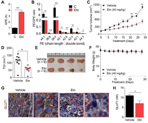 Etn Induced Pegpe Ratio Alterations Inhibit Tumor Progression A Bar