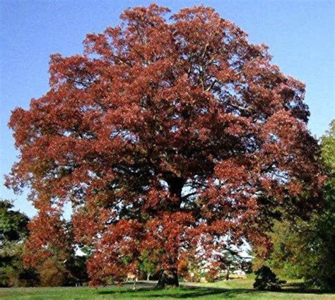 Swamp White Oak Tree 2 Pack Quercus Bicolor Tall Tree Fast Growing