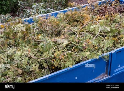 Bio Waste Pine Tree Branches Waste Are Collected In A Container