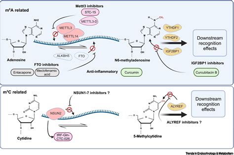 The Impact Of Epitranscriptomic Modifications On Liver Disease Trends In Endocrinology And Metabolism