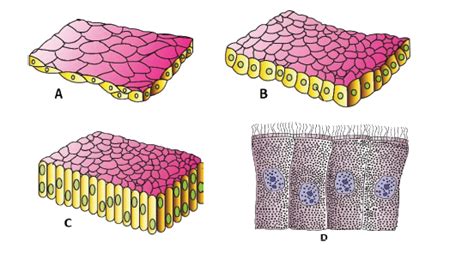 Identify The Following Simple Epithelial Tissues And Select The Correct