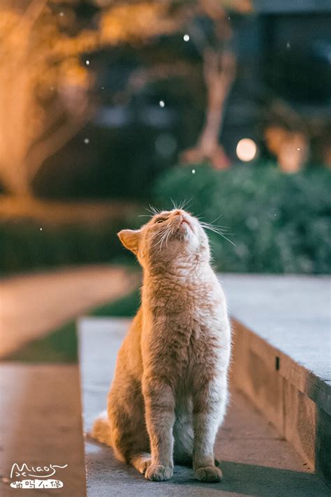 猫咪 堆糖美图壁纸兴趣社区