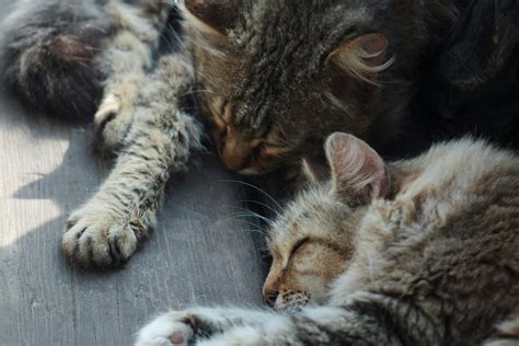 30 000 Bästa Tecknade Katter Foton · 100 Gratis Nedladdning · Pexels