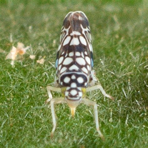 Trypanalebra Balli Pending Trypanalebra Balli Bugguidenet