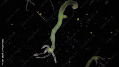 Hydra Is A Genus Of Small Fresh Water Animals Of The Phylum Cnidaria