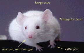 Difference Between Rats And Mice