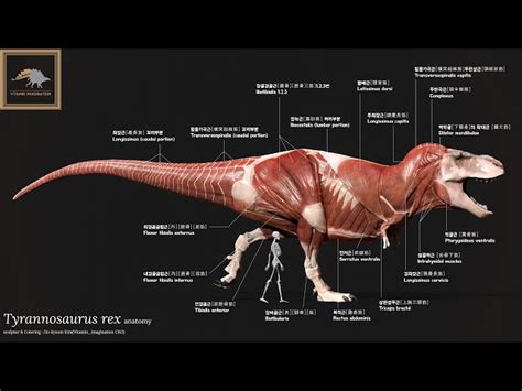 Tyrannosaurus Rex Skeleton Diagram