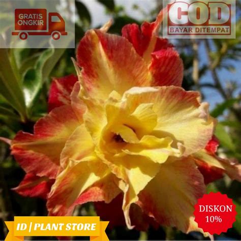 Jual Bibit Tanaman Hias Adenium Bunga Kuning Merah Tanaman Hias Adenium Bunga Tumpuk Shopee